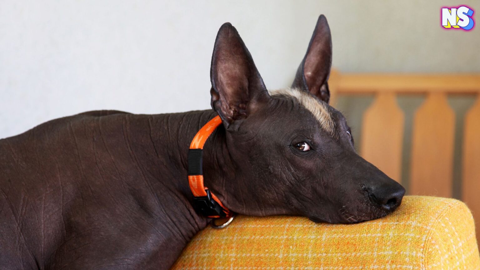 Meet the Xoloitzcuintli: Mexico’s Ancient & Hairless Dog - Nuestro Stories