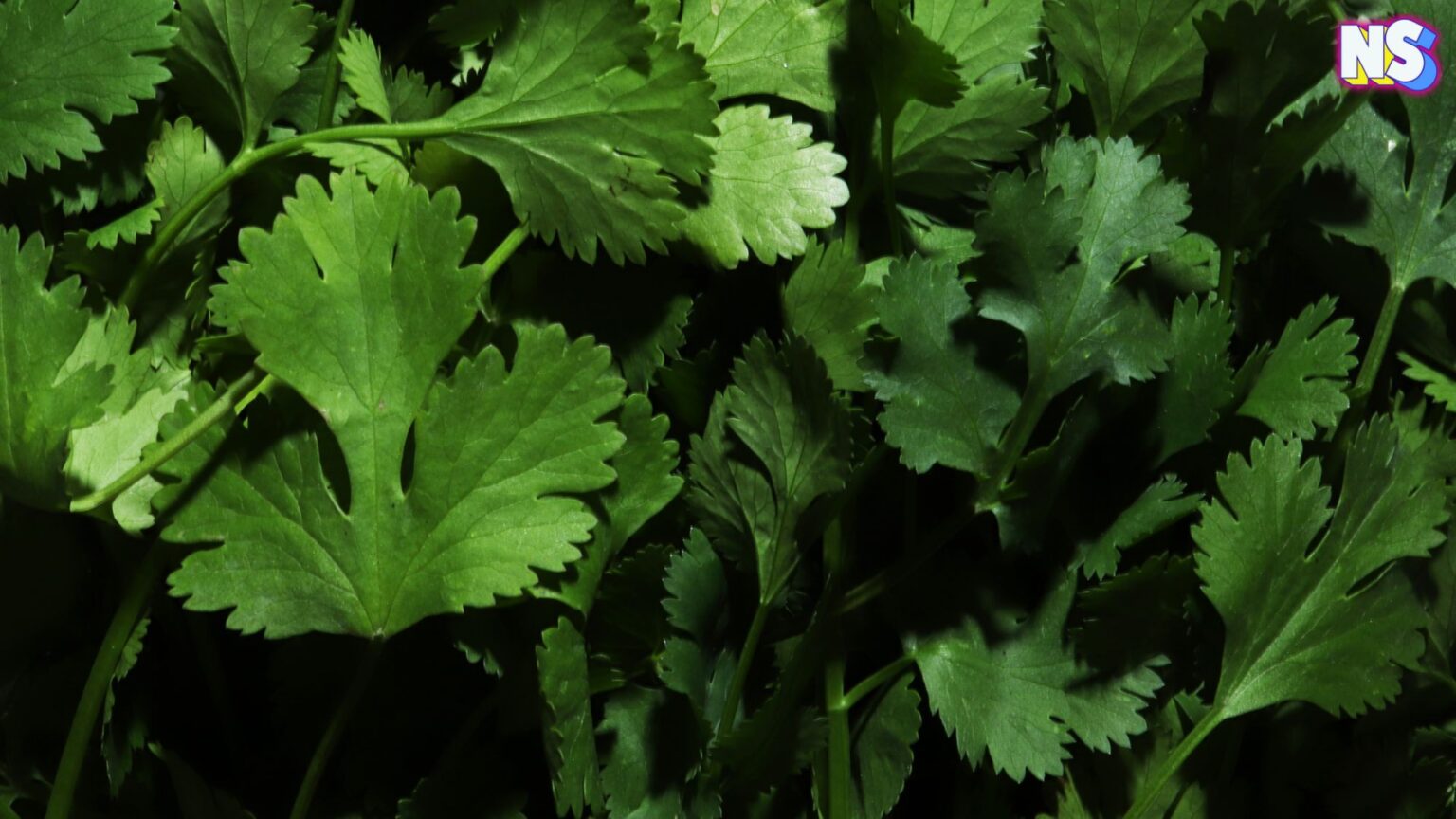Loving Cilantro: The Mexican Herb from the Middle East - Nuestro Stories
